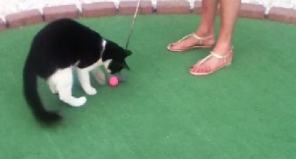 VIDEO: Adorable cat gets in the way of golfers' putts