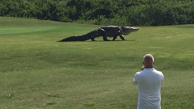 WATCH: 15-foot gator roaming Buffalo Creek Golf Course in Florida
