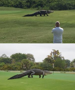 WATCH: 15-foot gator roaming Buffalo Creek Golf Course in Florida