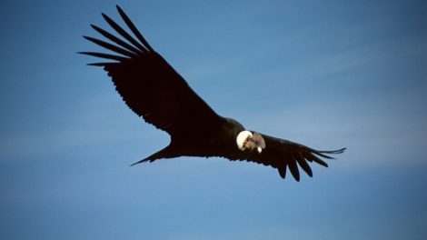 What is a condor in golf? We explain the rarest of birds in golf