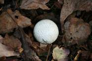 What Is The Leaf Rule In Golf Is There A Real Rule For Golf Balls Lost What Is The Leaf Rule In Golf Is There A Real Rule For Golf Balls Lost